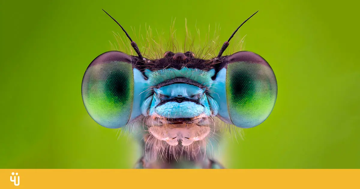 Google Adds 23 New Insects To Its AR Search Feature